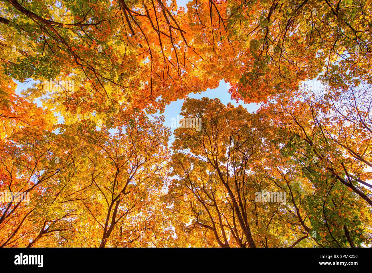 colorful canopies of autumn trees are set against a clear blue sky ...