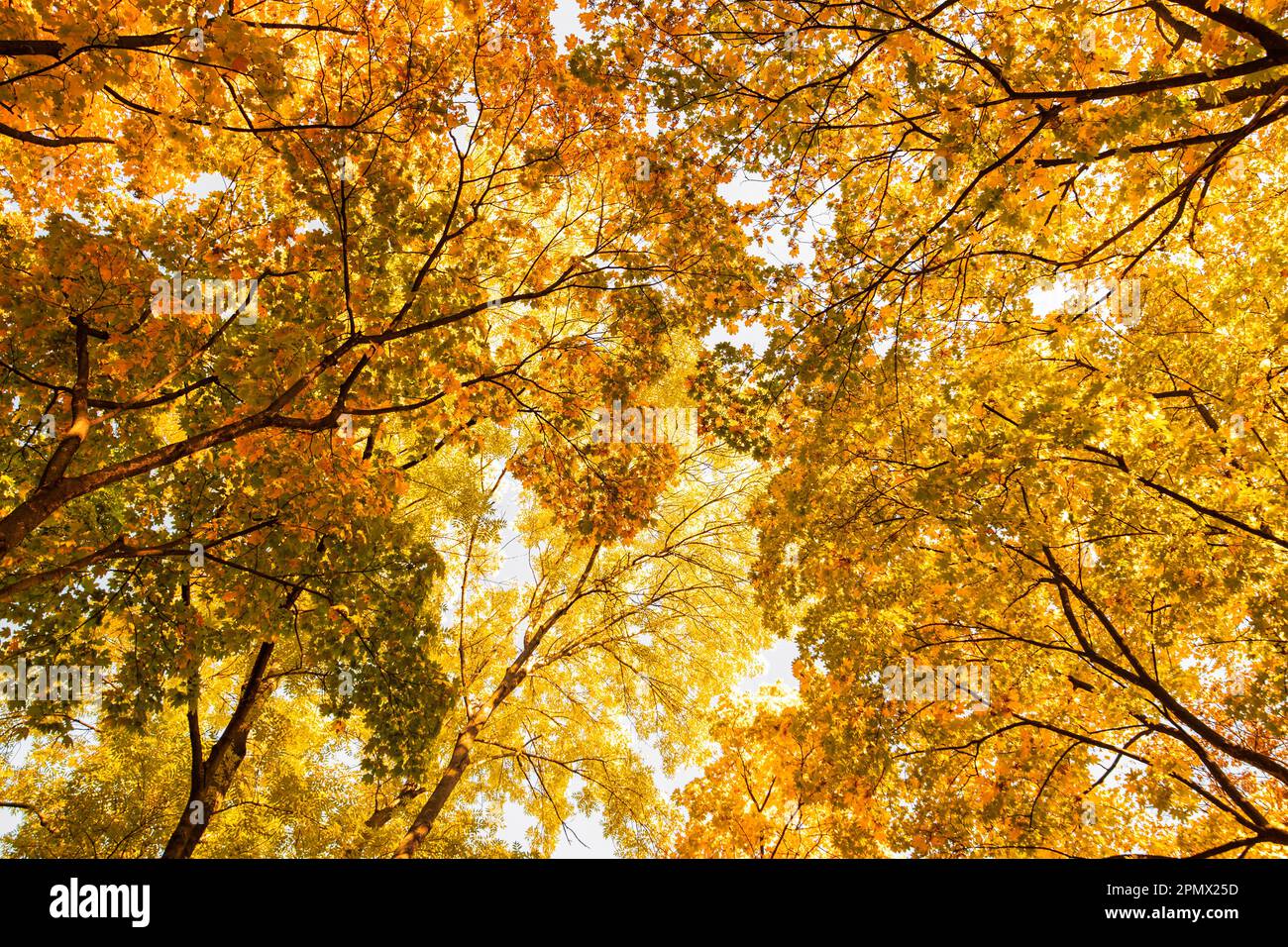 colorful canopies of autumn trees are set against a clear blue sky ...
