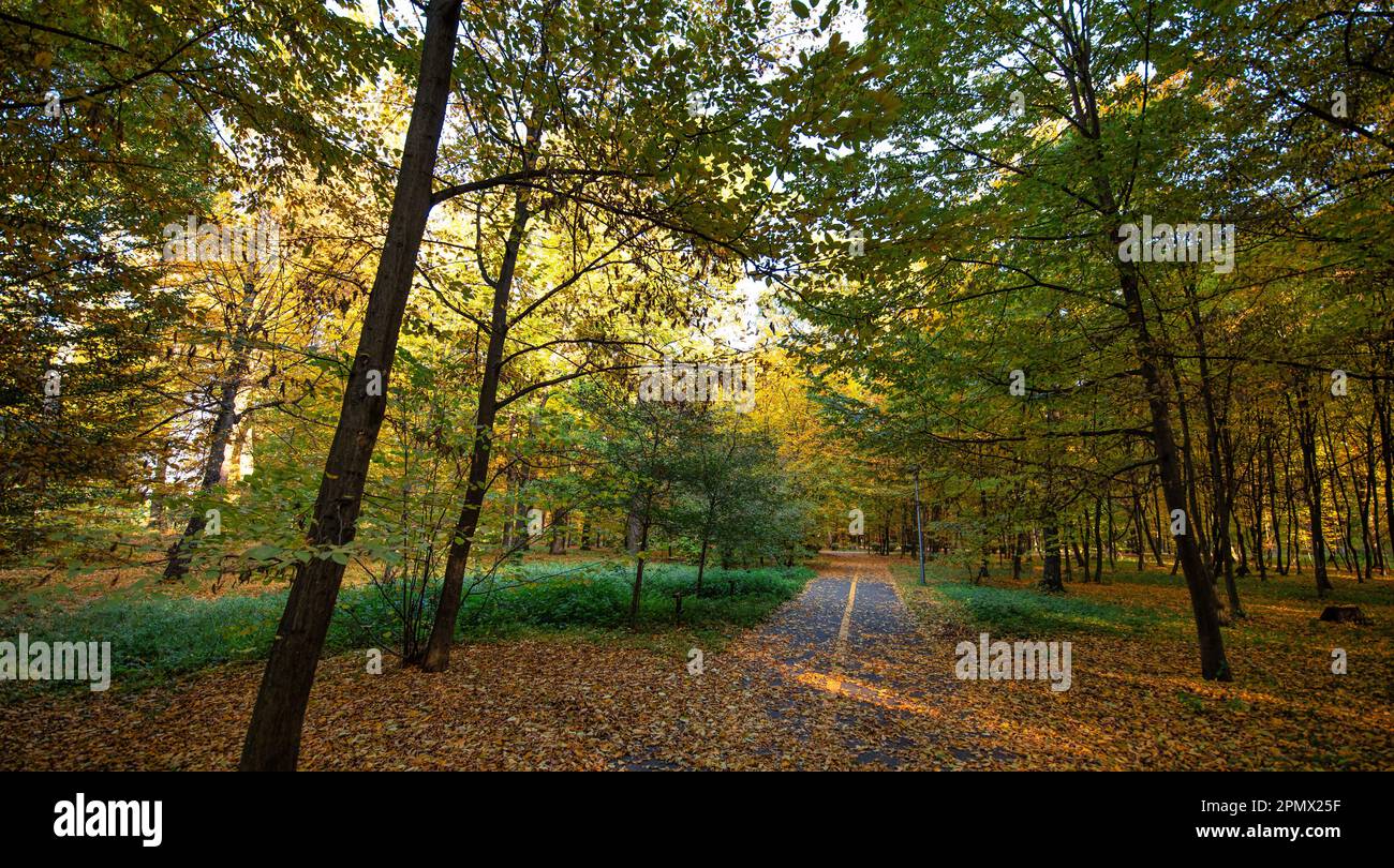 An awe-inspiring photo of an autumn forest in full bloom, with a ...