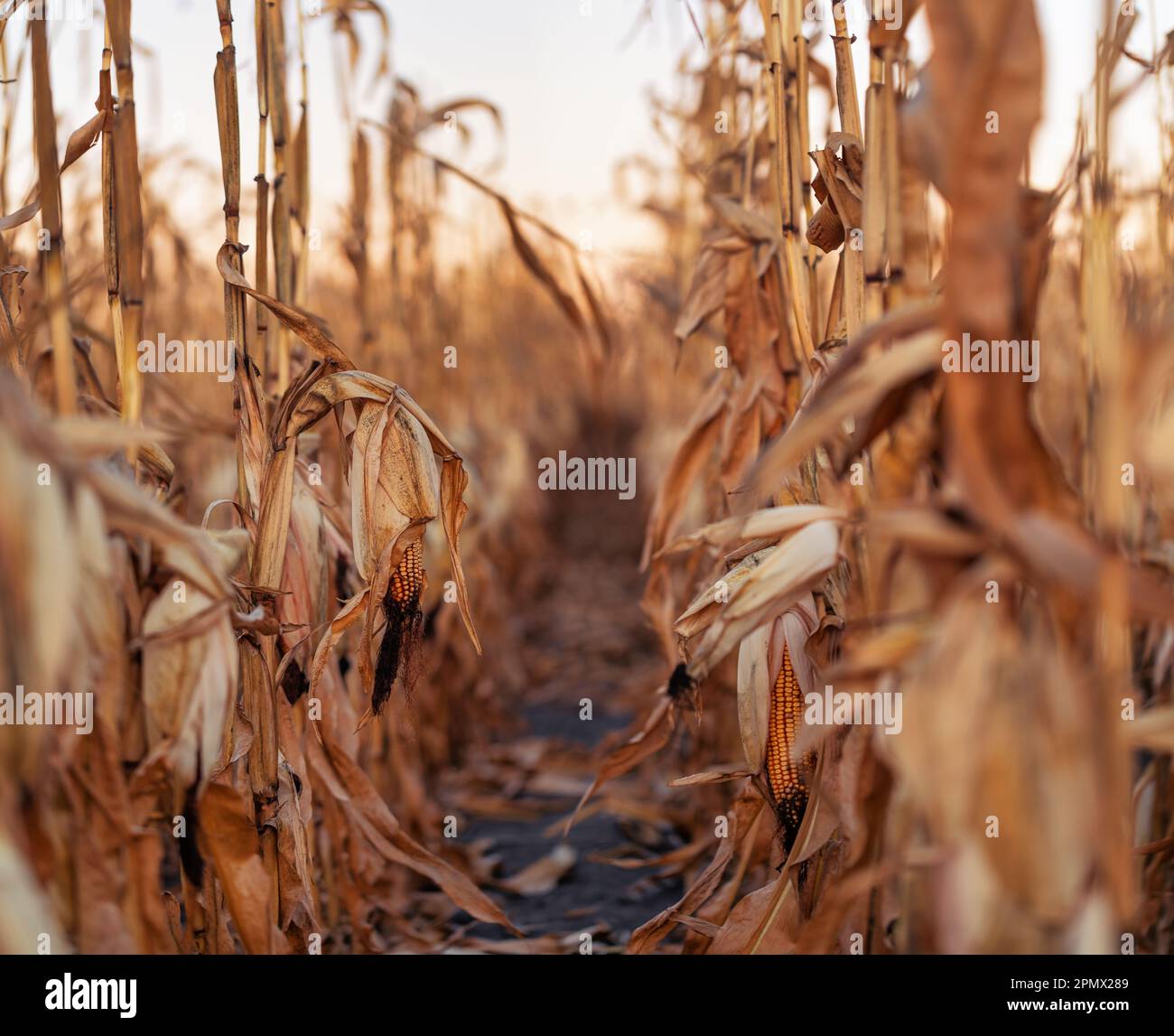 Wet season crops hi-res stock photography and images - Alamy