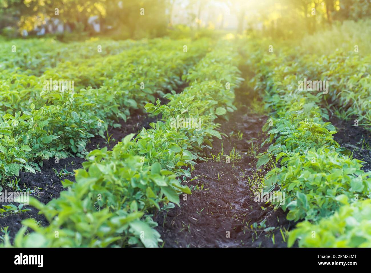 Sunset over potato field hi-res stock photography and images - Alamy