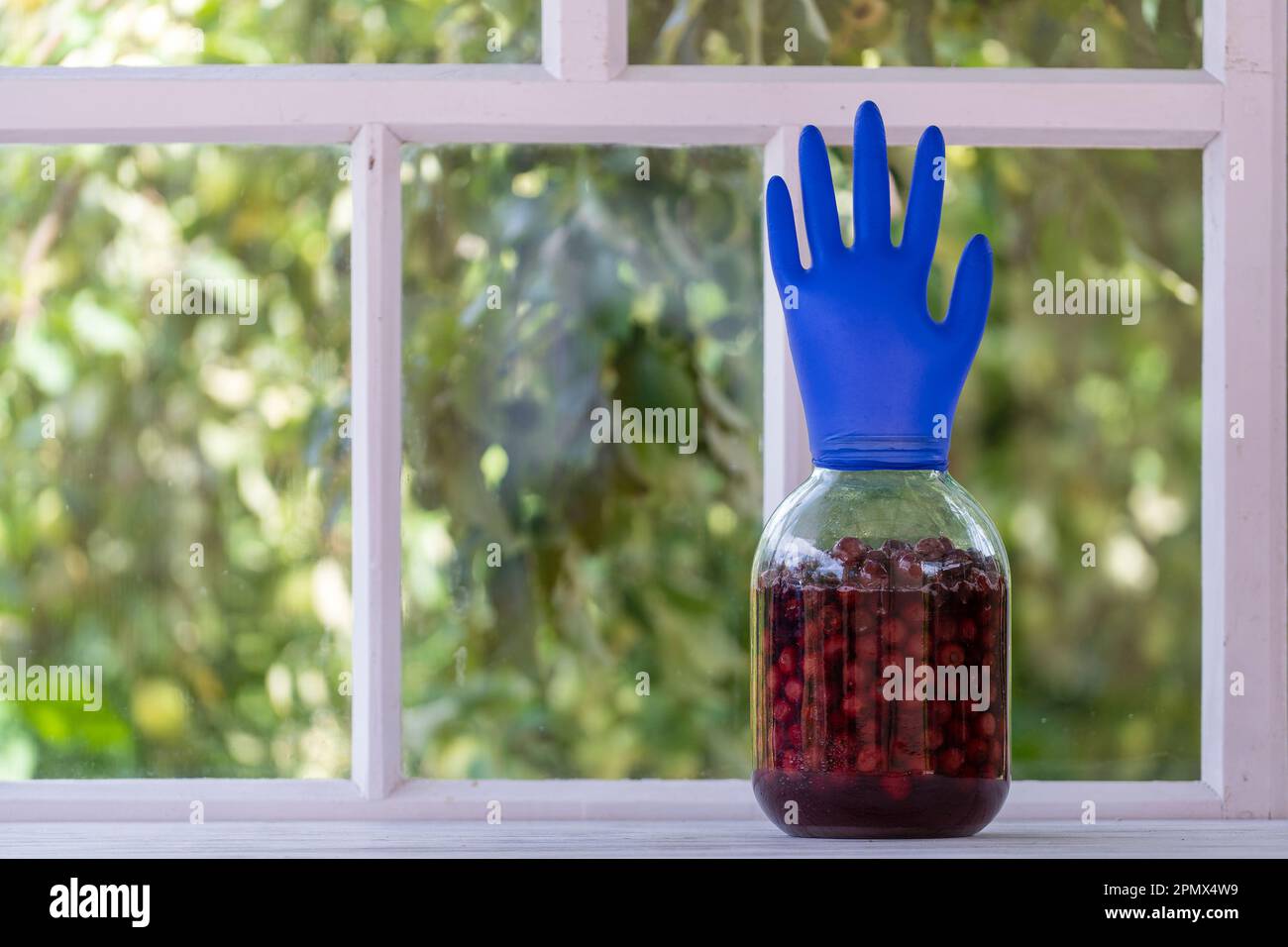 Homemade tincture of red cherry in a jar with a glove shaped shutter ...