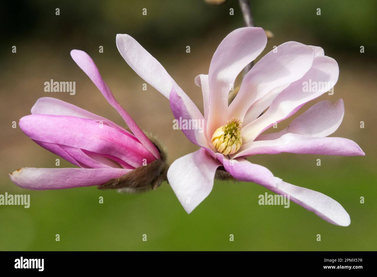 Pink Magnolia, Bud, Flower, Magnolia "Rosea", Magnolia stellata "Rosea ...