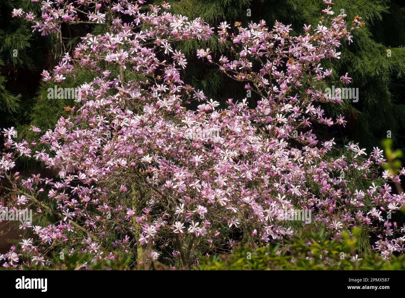 Star Magnolia, Flowering, Tree, Magnolia stellata "Rosea" Magnolia ...