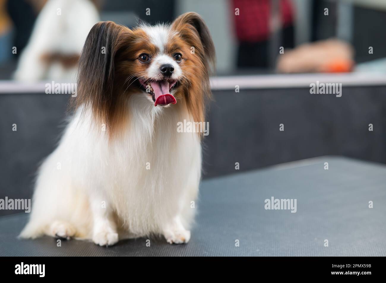 Portrait of a cute tricolor papillon. Continental spaniel dog with ...