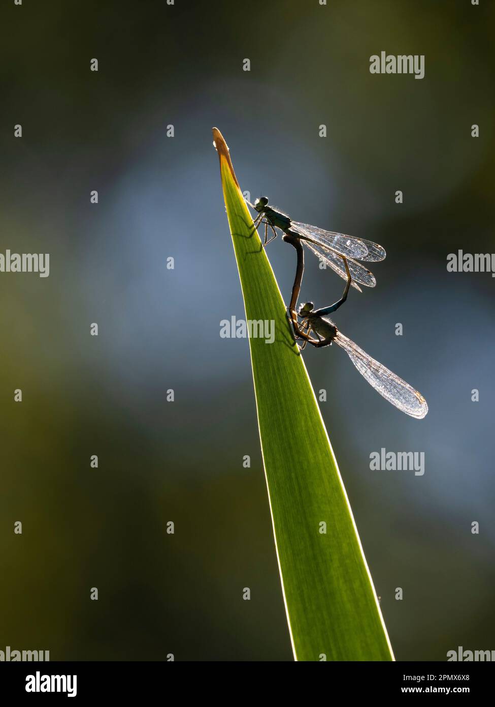 Dragonfly/Damselfly Couple Mating Stock Photo - Alamy
