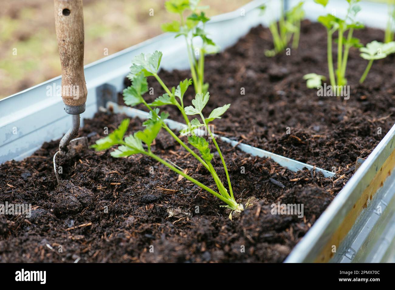 Turnip seedlings outdoors hi-res stock photography and images - Alamy