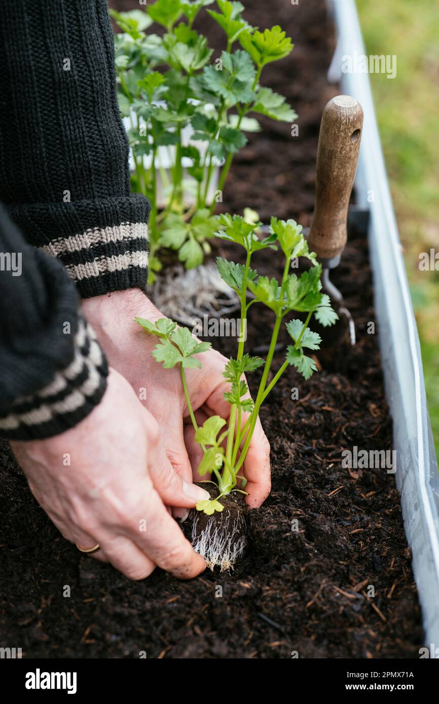 Gardener planting celeriac seedlings in a raised bed Stock Photo - Alamy