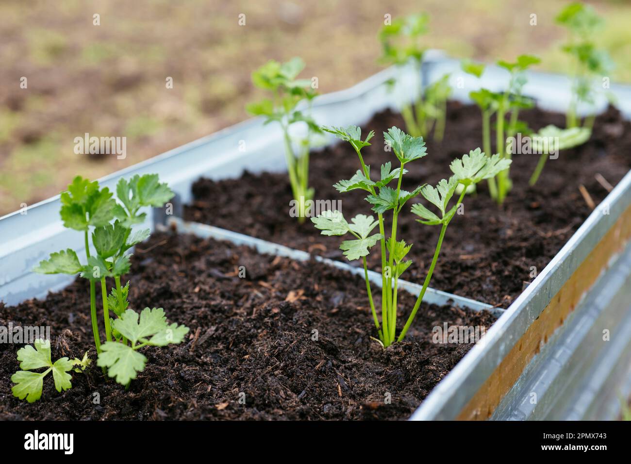 Turnip seedlings outdoors hi-res stock photography and images - Alamy