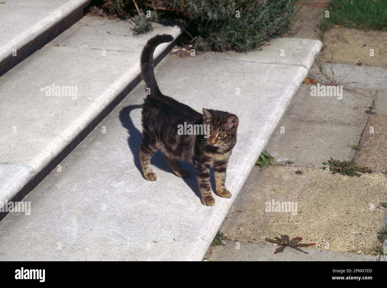 Three Month old Tabby Kitten First Time Outside in Garden on Patio ...