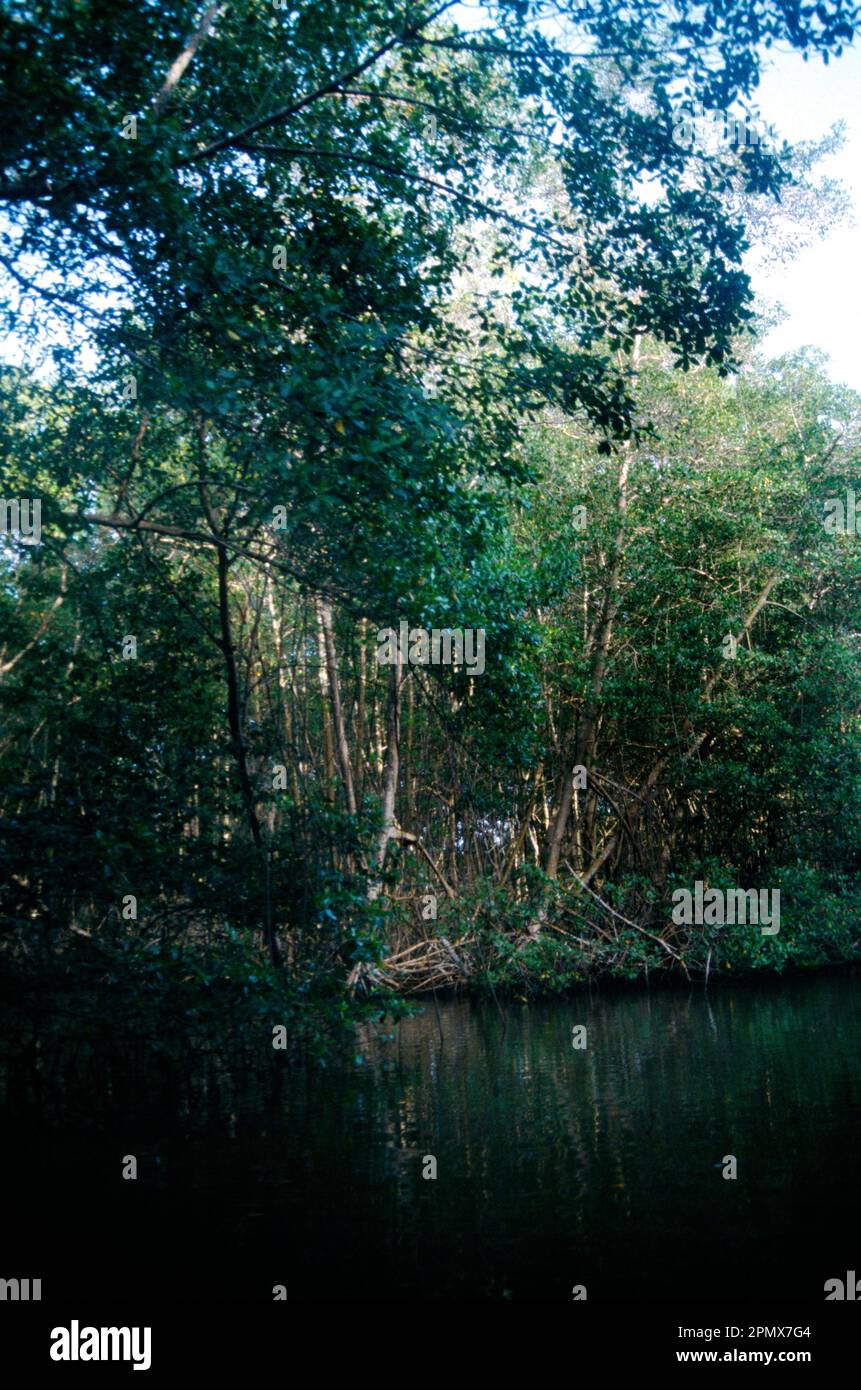 Caroni swamp trinidad hi-res stock photography and images - Alamy