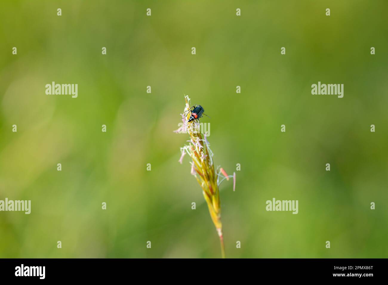 Two-spot wart beetle ( Malachius bipustulatus ) on a plant in green ...