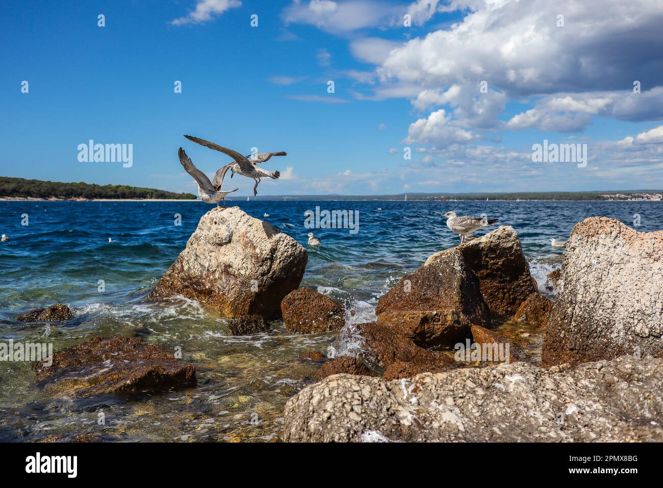 Flying Seagull on Rock in Brijuni Islands. Adriatic Sea with Stones ...