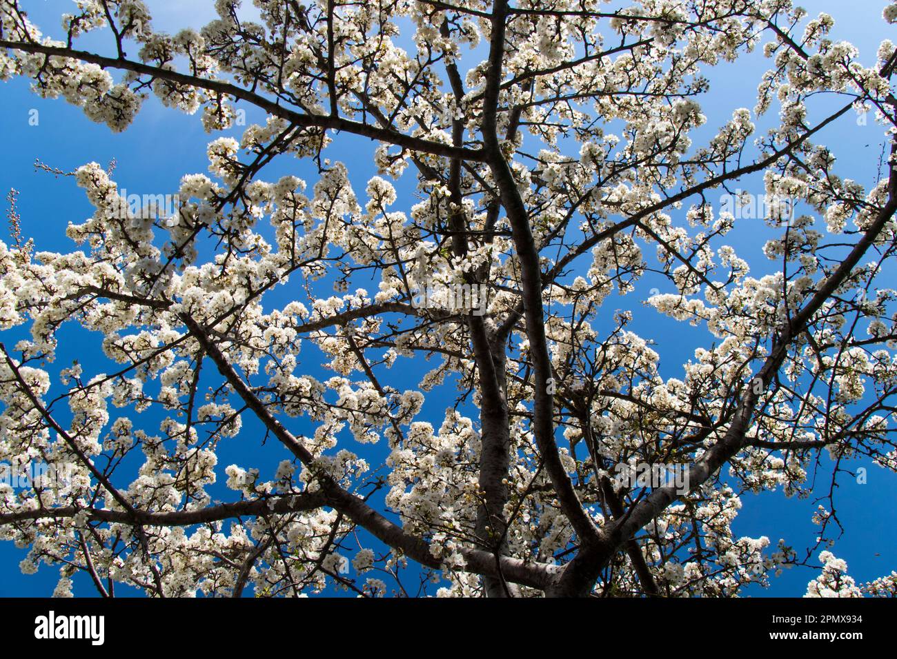 tree flowers and branch, spring tree view, beautiful flowers Stock ...