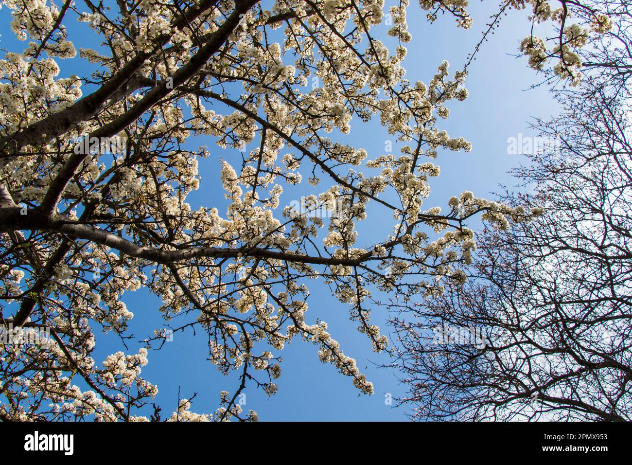 tree flowers and branch, spring tree view, beautiful flowers Stock ...