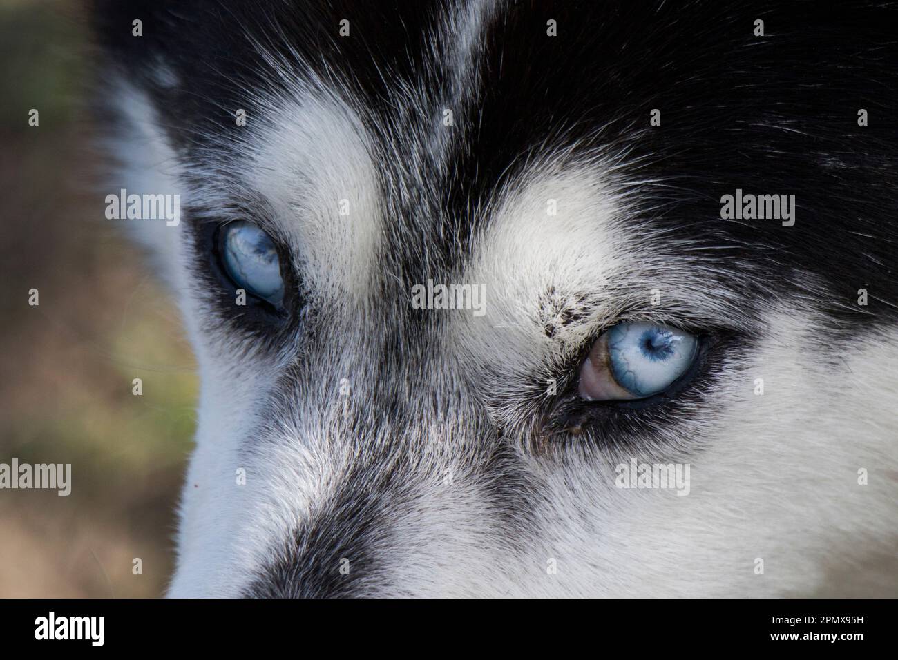 Black dog depression illustration hi-res stock photography and images ...