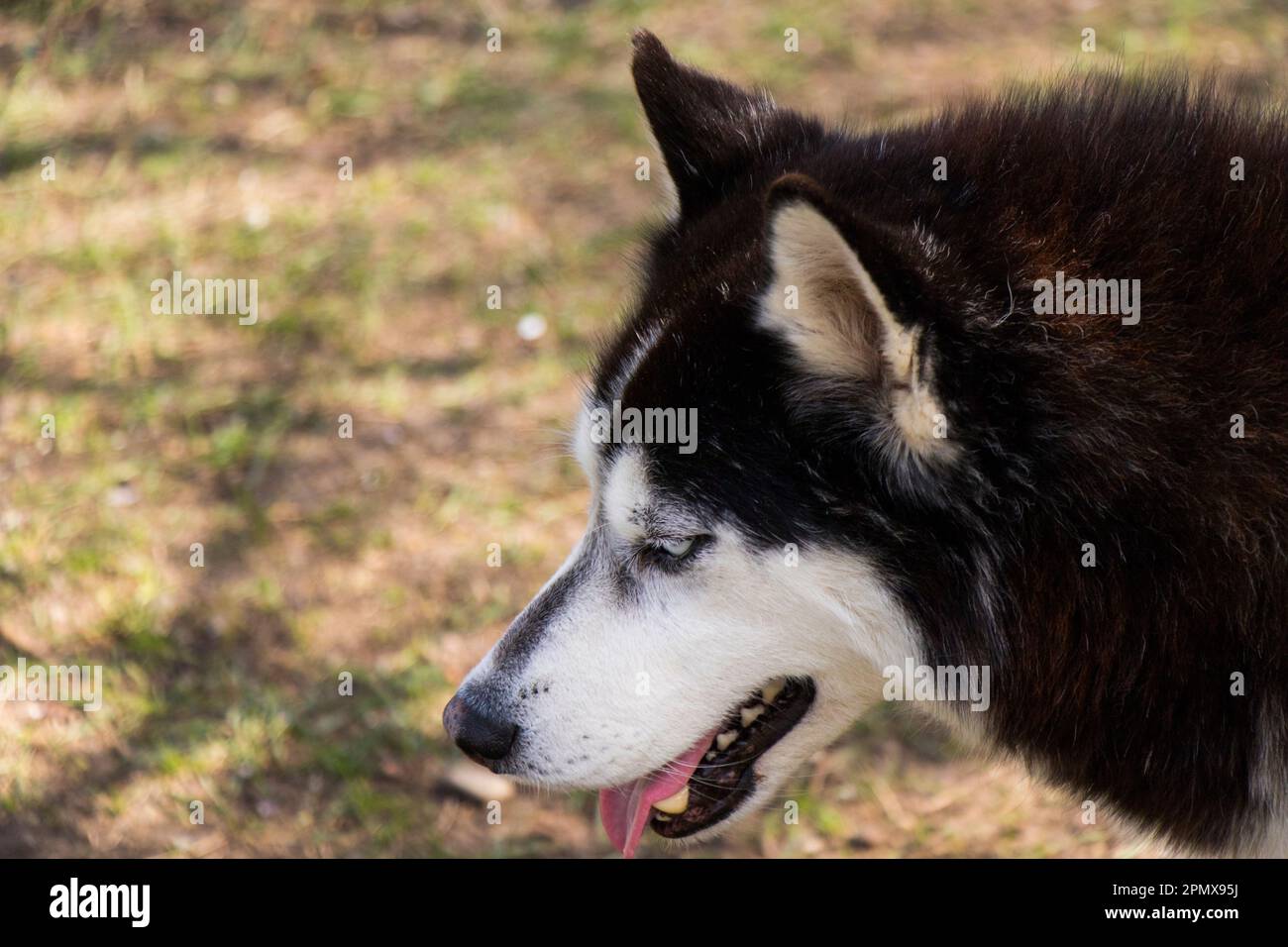 Siberian husky mongrel hi-res stock photography and images - Alamy