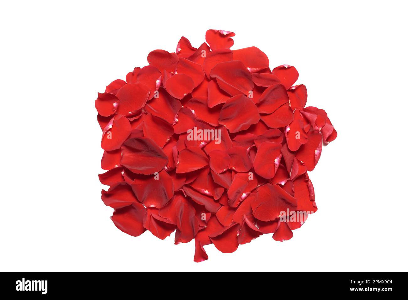 Circle of red rose petals on a white background Stock Photo - Alamy