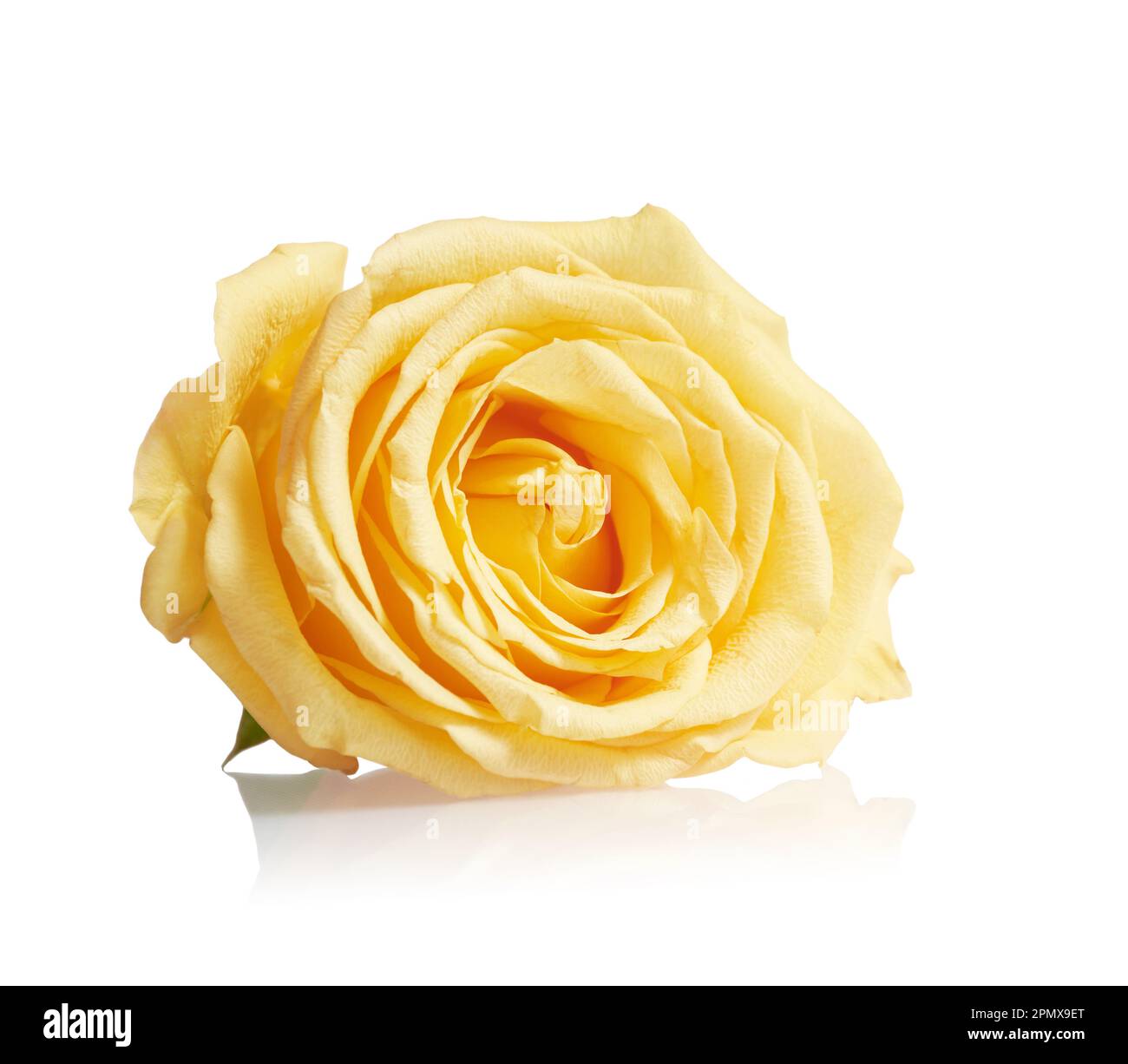 Yellow rose on white isolated background with reflection Stock Photo ...