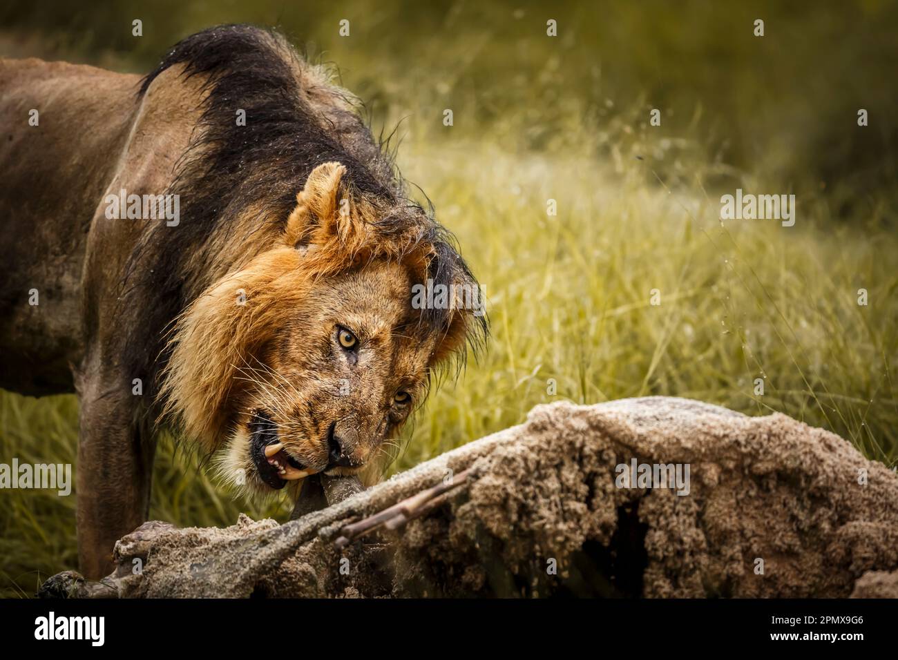 African lion portrait eating a prey under rain in Kruger National park ...