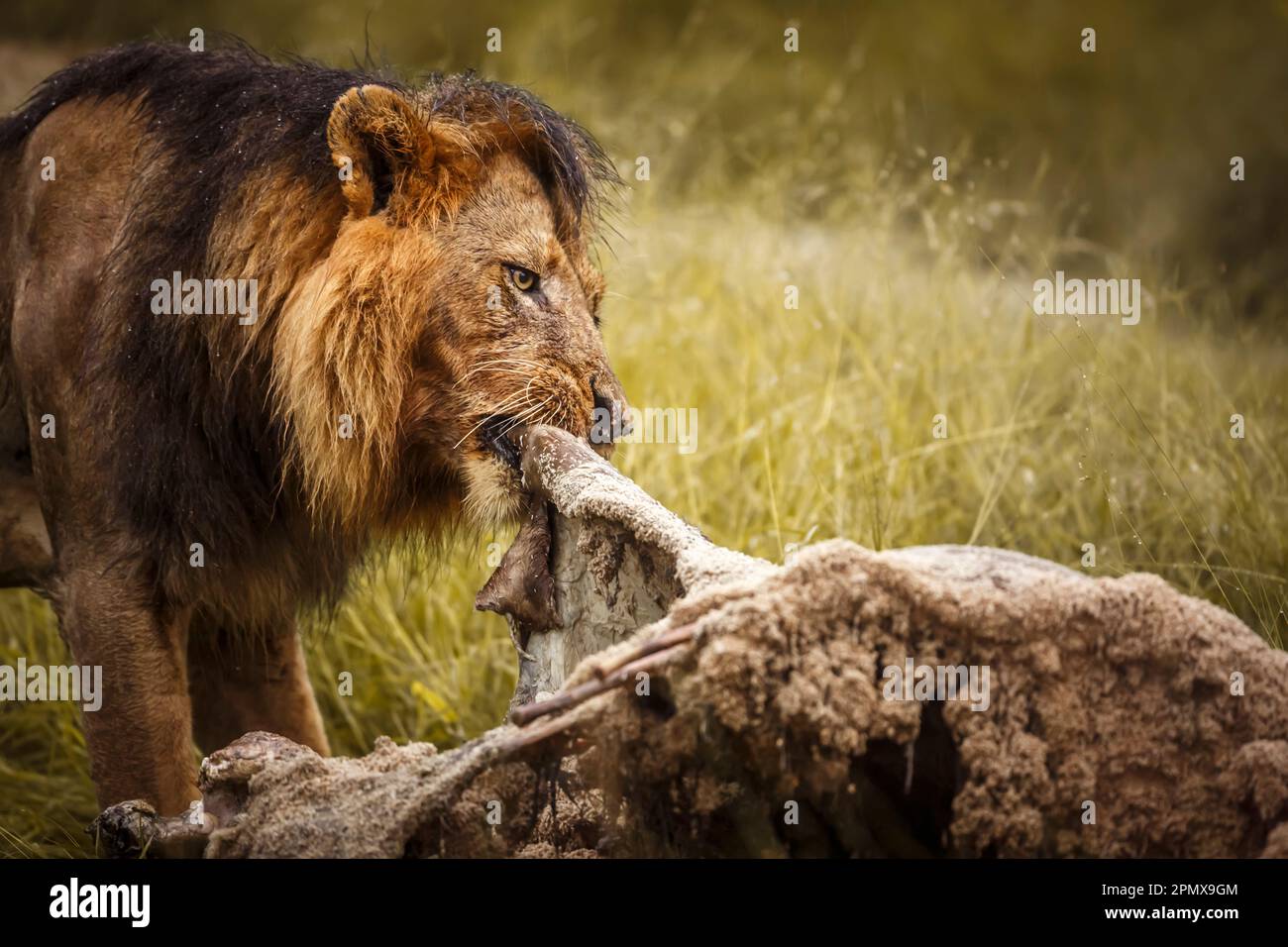 African lion portrait eating a prey under rain in Kruger National park ...