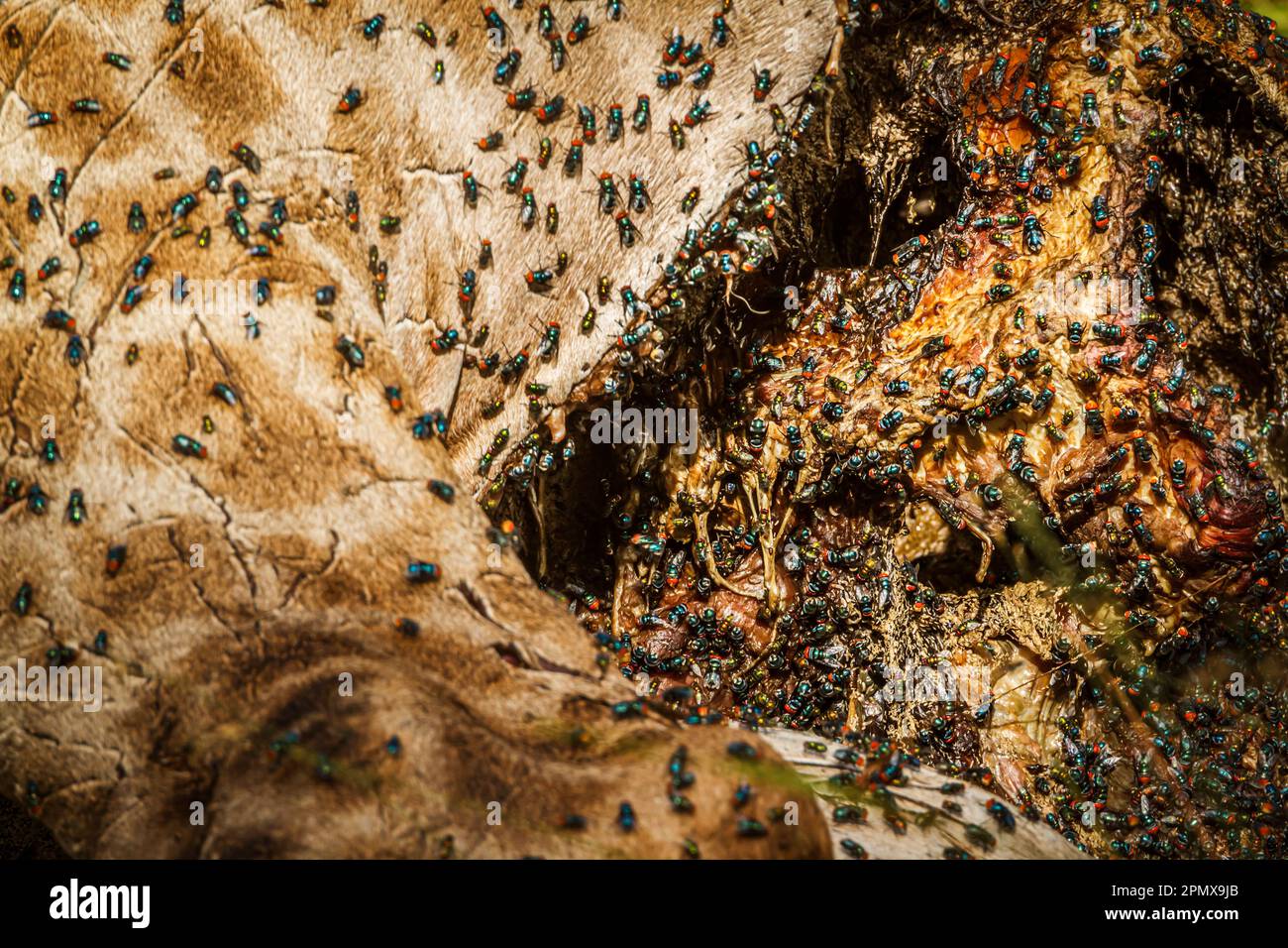 Colony of flies on dead giraffe carcass in Kruger National park, South ...
