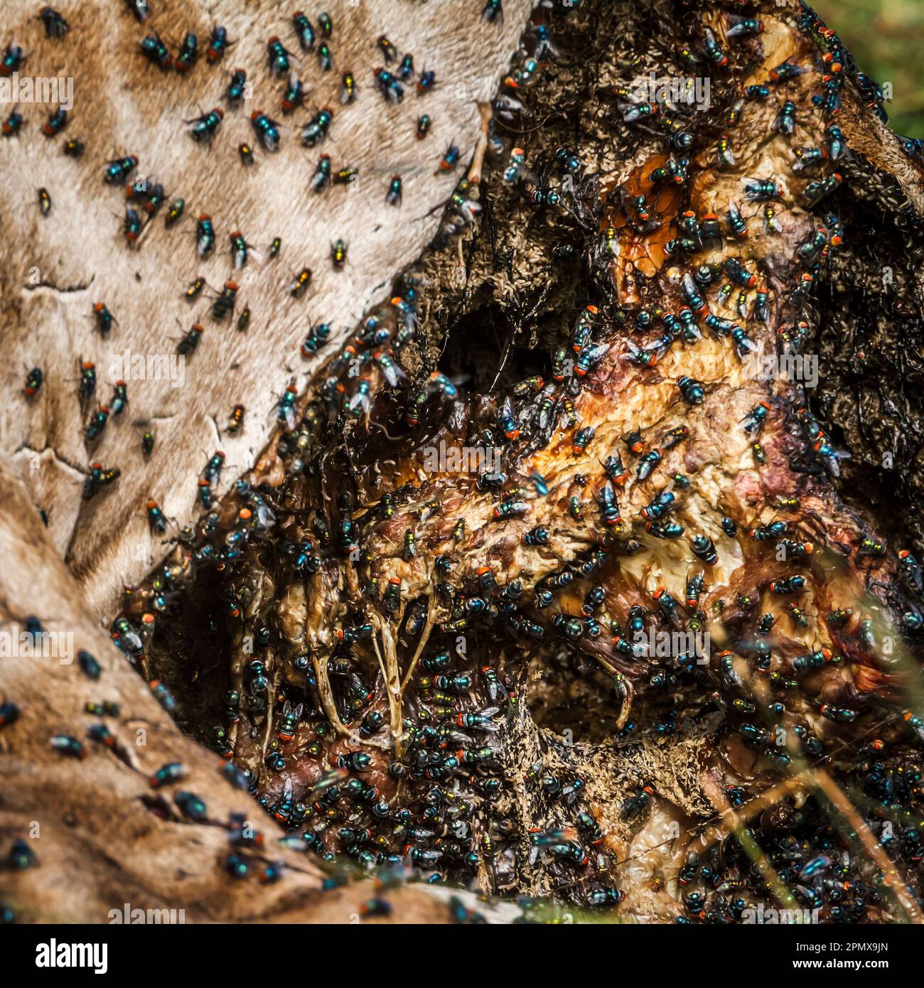 Colony of flies on dead giraffe carcass in Kruger National park, South ...