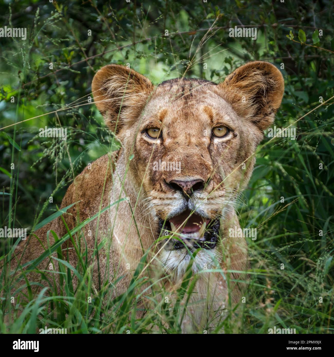 African lioness portrait hiding in the grass in Kruger National park ...