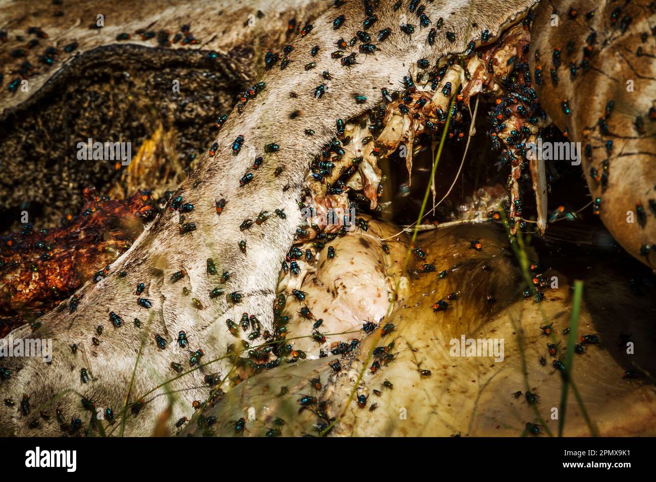 Colony of flies on dead giraffe carcass in Kruger National park, South ...