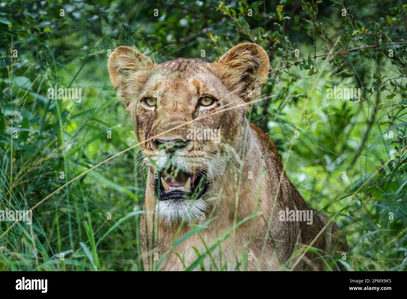 African lioness portrait hiding in the grass in Kruger National park ...
