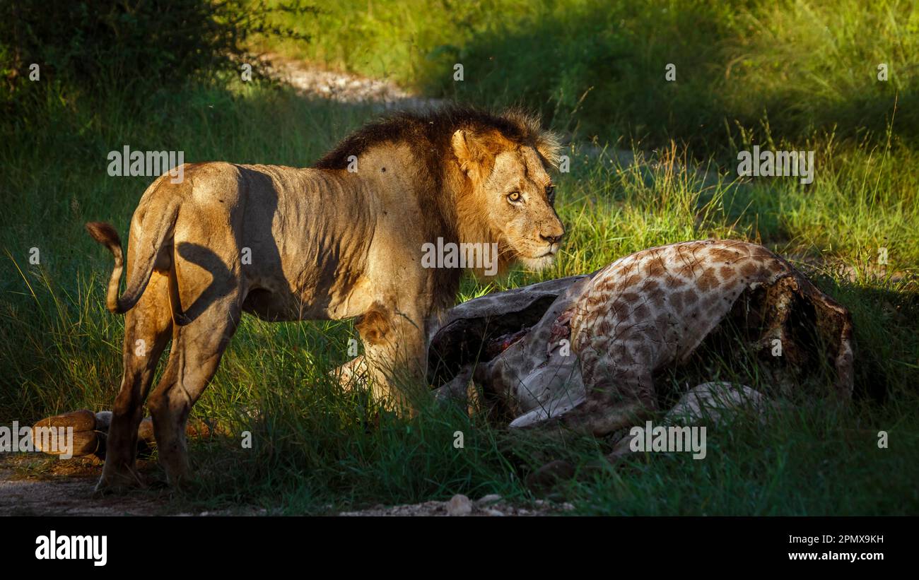 African lion in Kruger National park, South Africa ; Specie Panthera ...