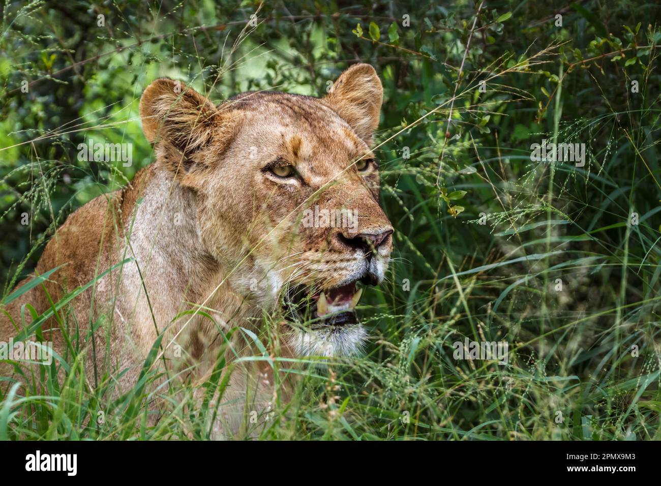 African lioness portrait hiding in the grass in Kruger National park ...