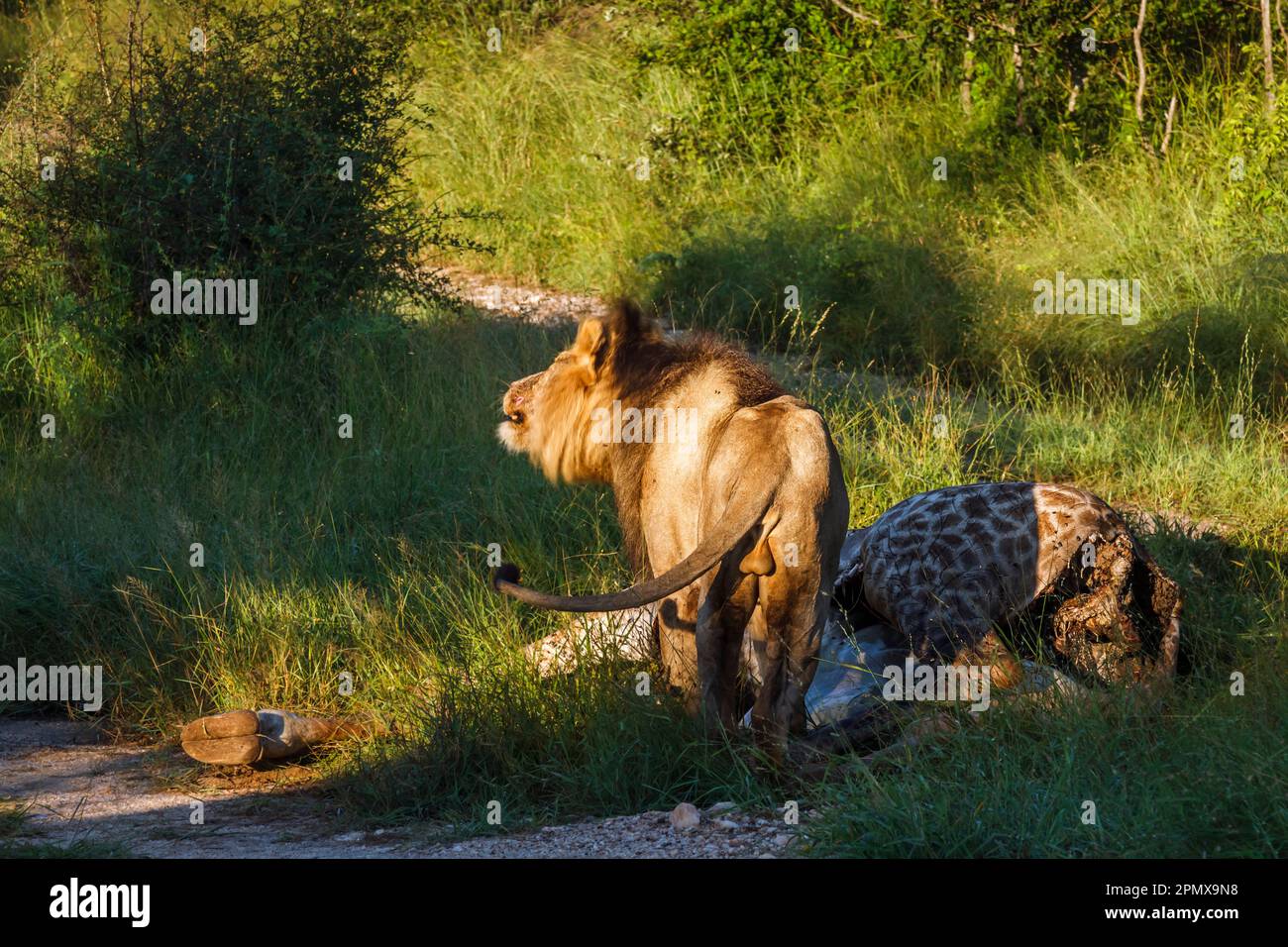 African lion male in morning light shaking his mane in Kruger National ...