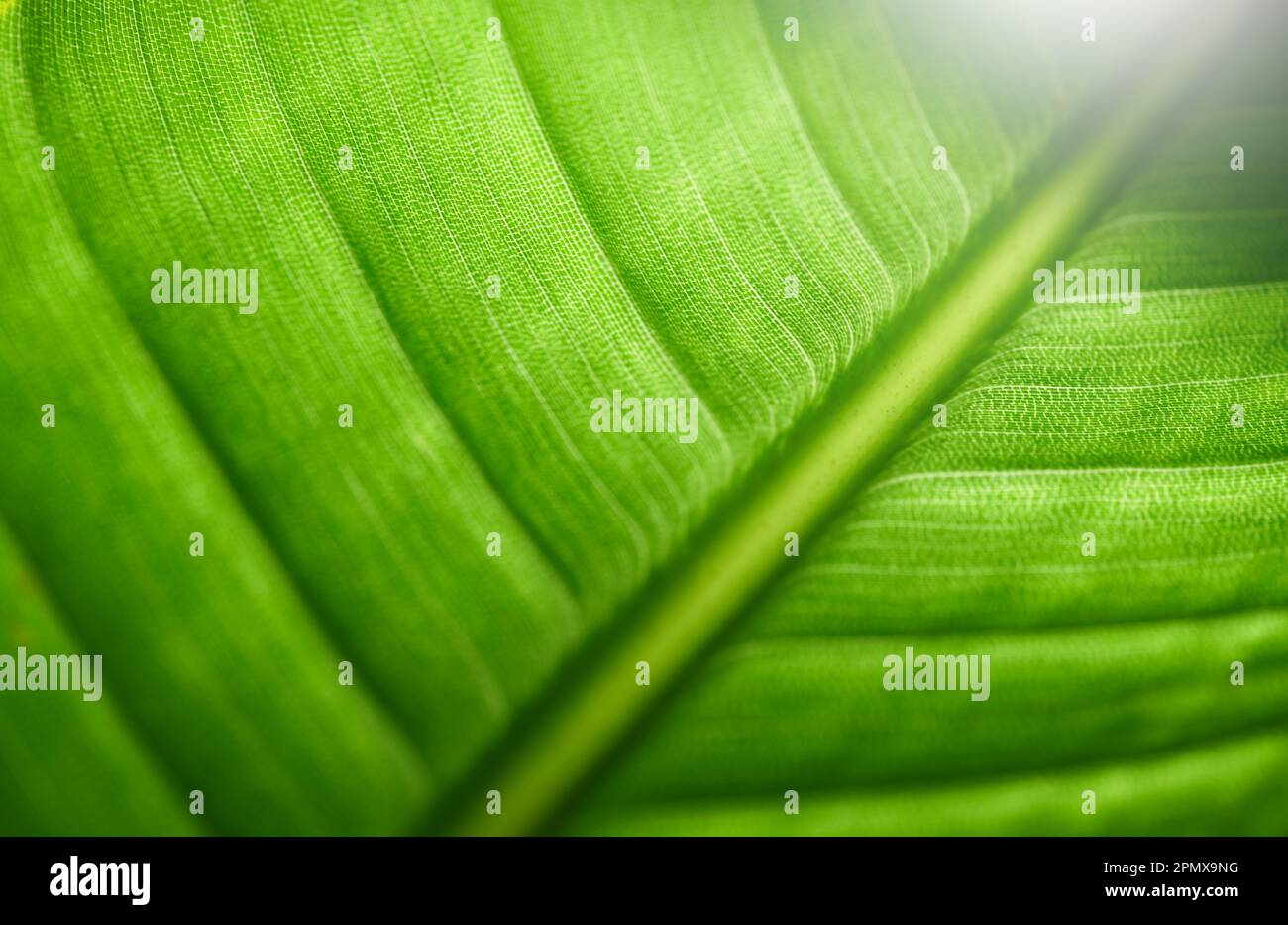 Closeup of strelitzia leaf structure Stock Photo - Alamy