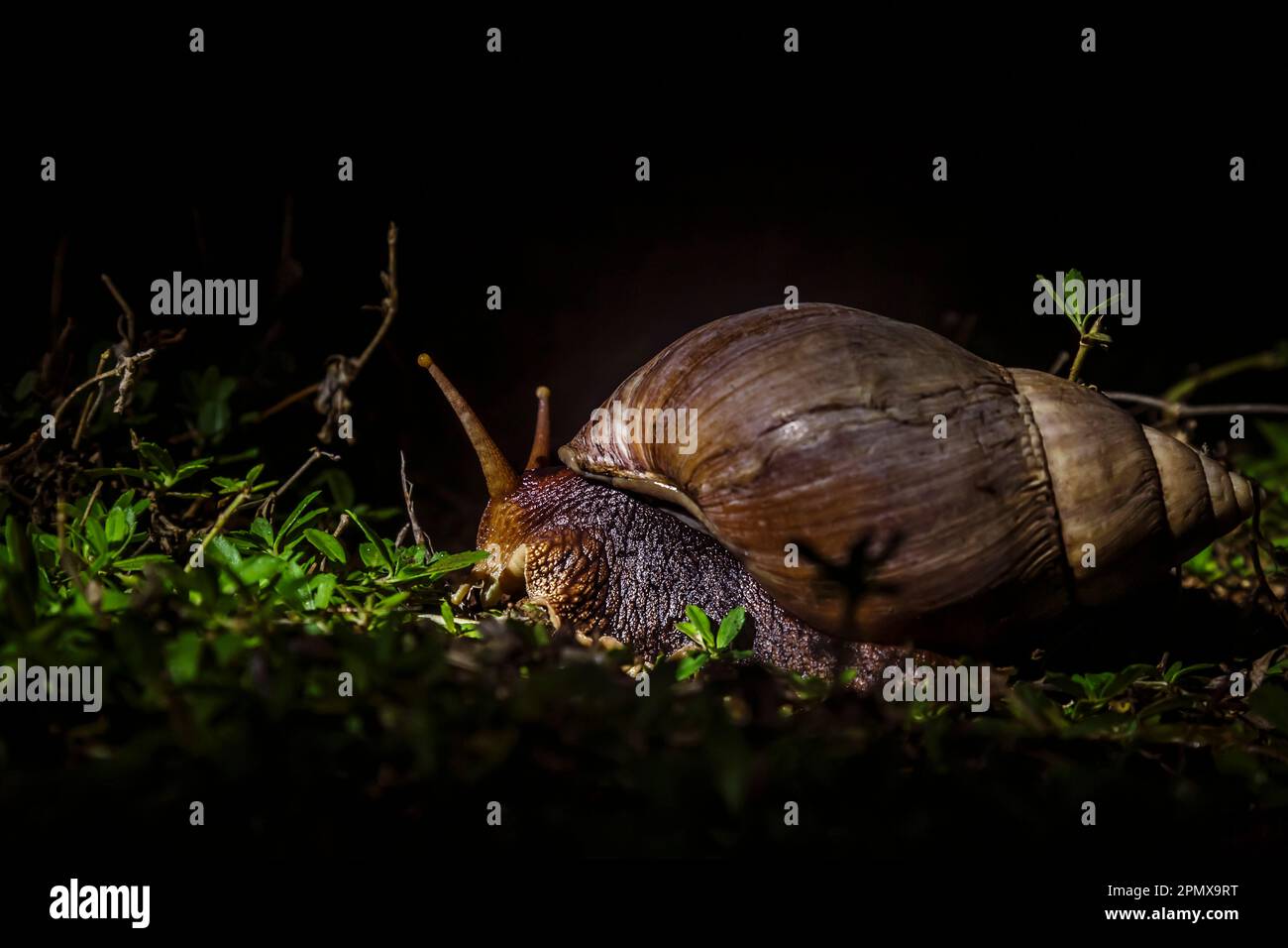 Giant African land snail moving in the grass by night in Kruger ...