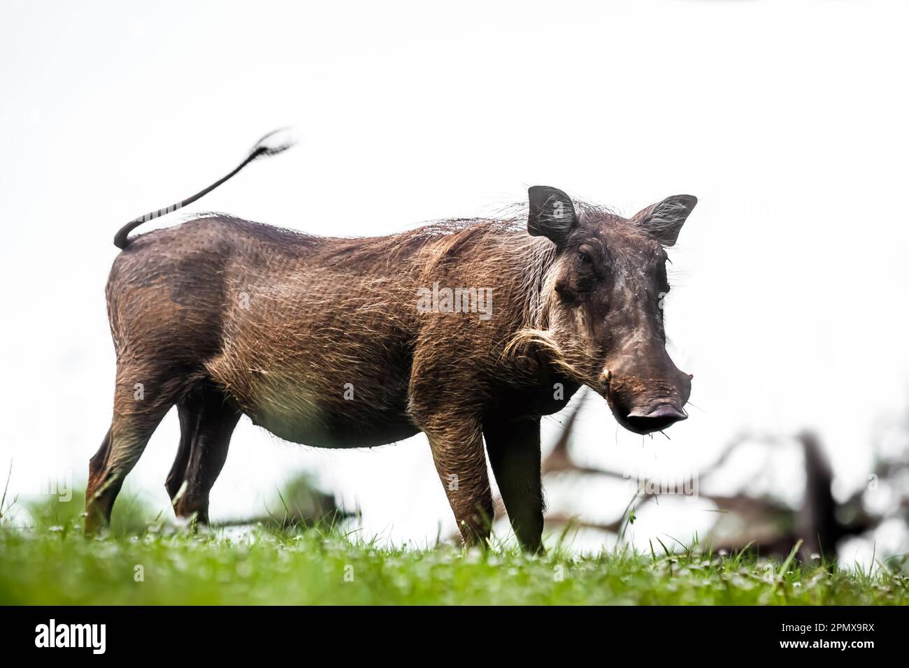 Common warthog isolated in white background in Kruger National park ...