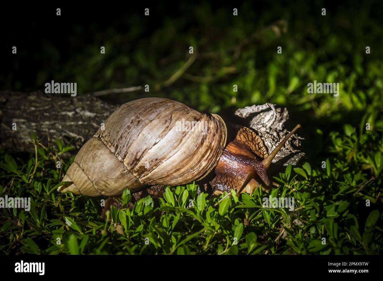 Giant African land snail moving in the grass by night in Kruger ...