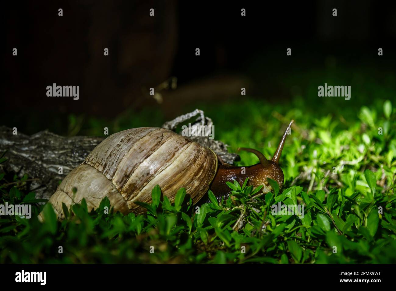 Giant African land snail moving in the grass by night in Kruger ...