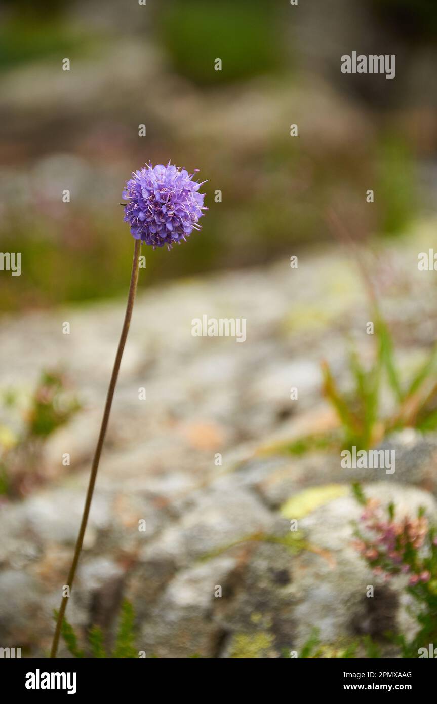 Devils bit flower hi-res stock photography and images - Alamy