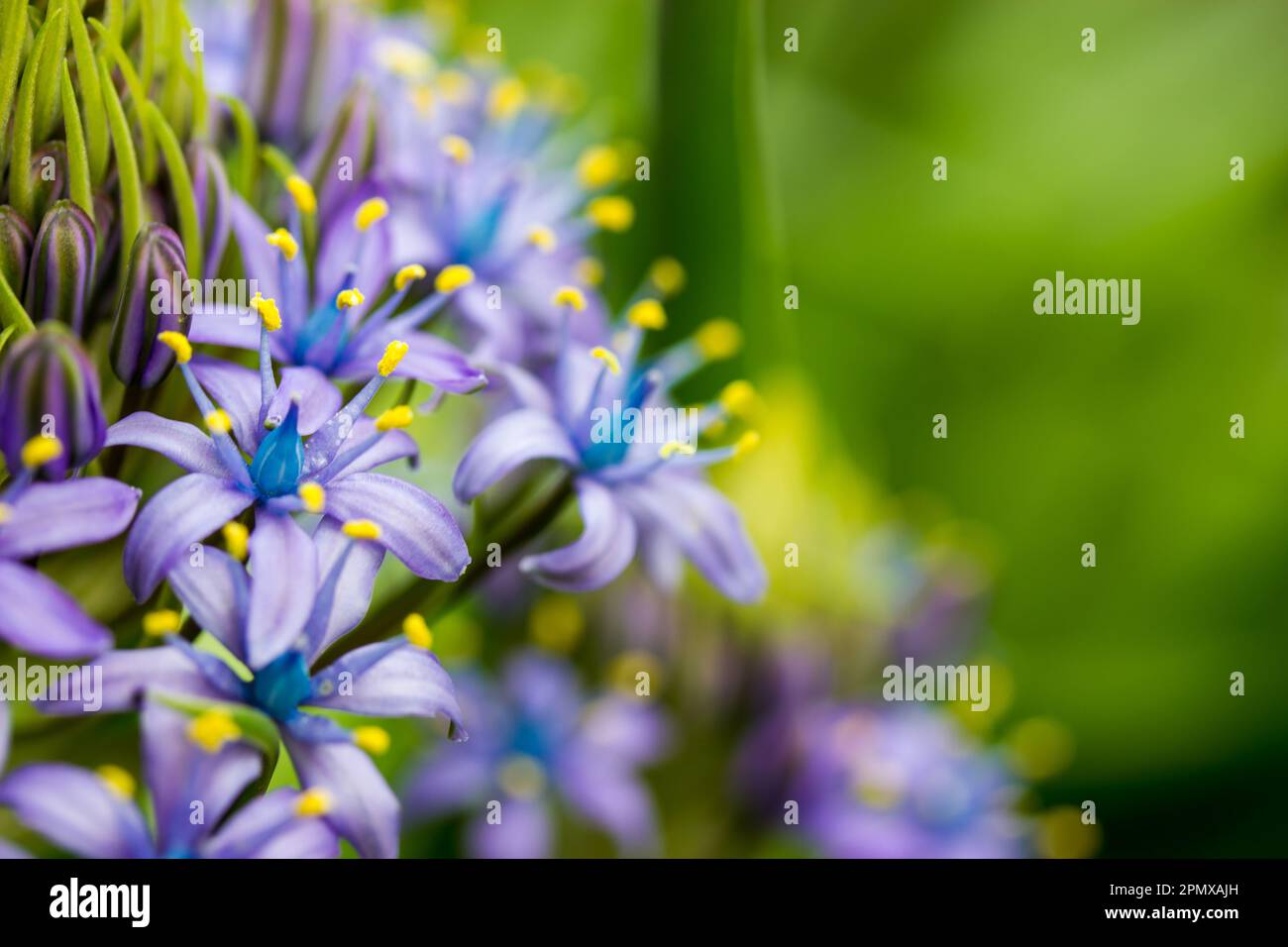 Portuguese Squill Beautiful peruvian lily (scilla peruviana) flower in ...