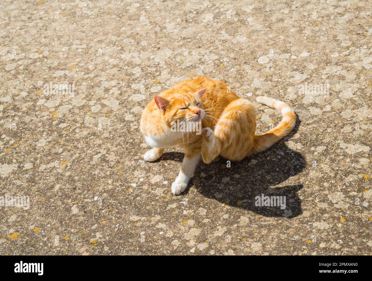 Scratching itself hi-res stock photography and images - Alamy