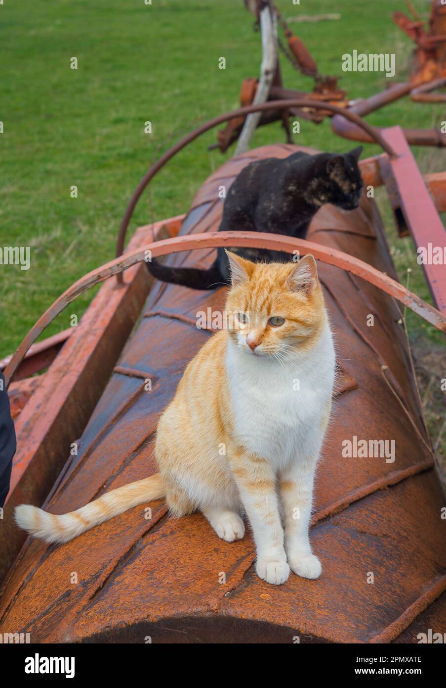 Animales felinos hi-res stock photography and images - Alamy