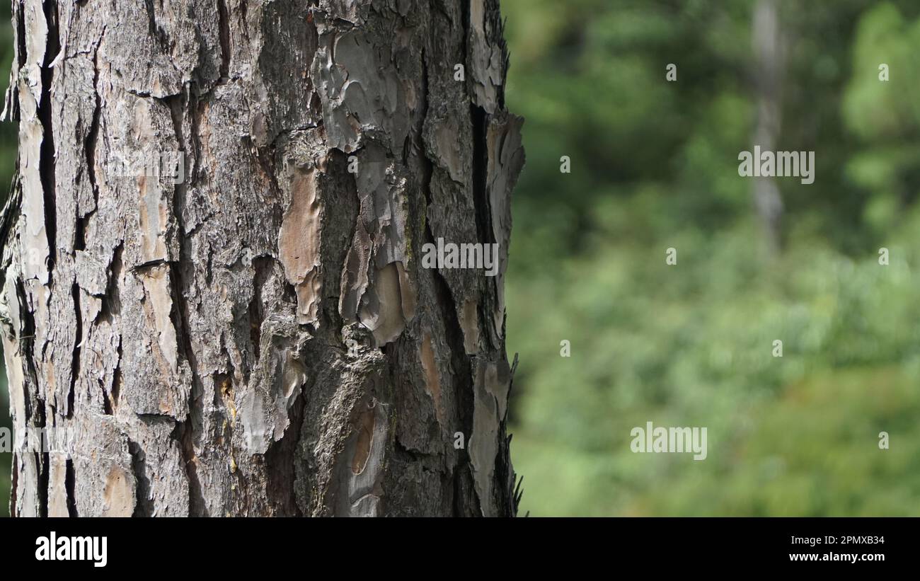 tree texture with nature Stock Photo - Alamy