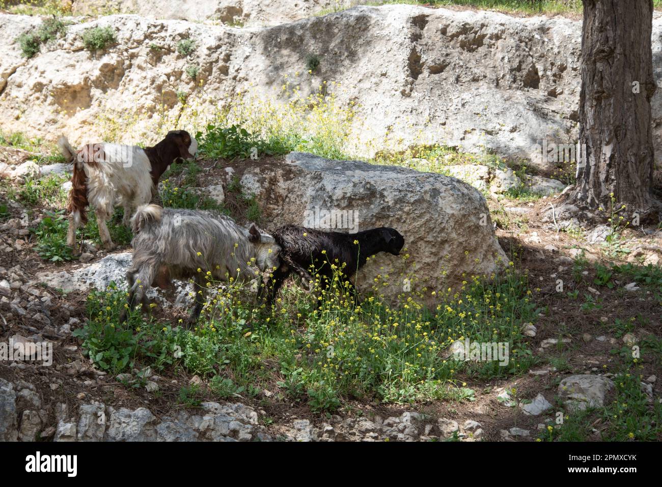 goat headbutting another Stock Photo - Alamy