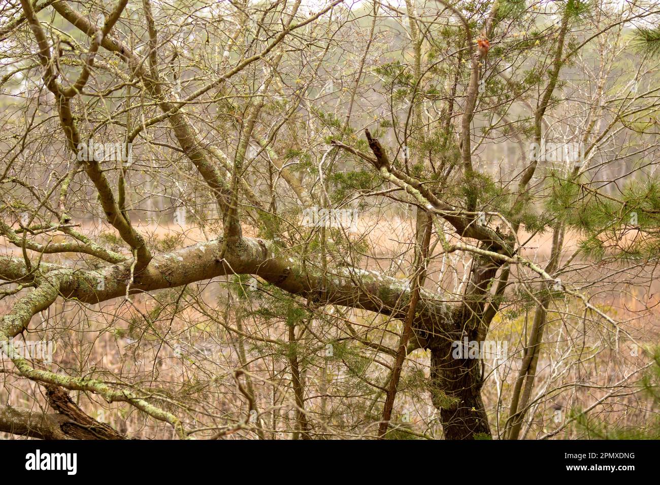 An unusual growth tree with main trunk sideways and branches growing ...