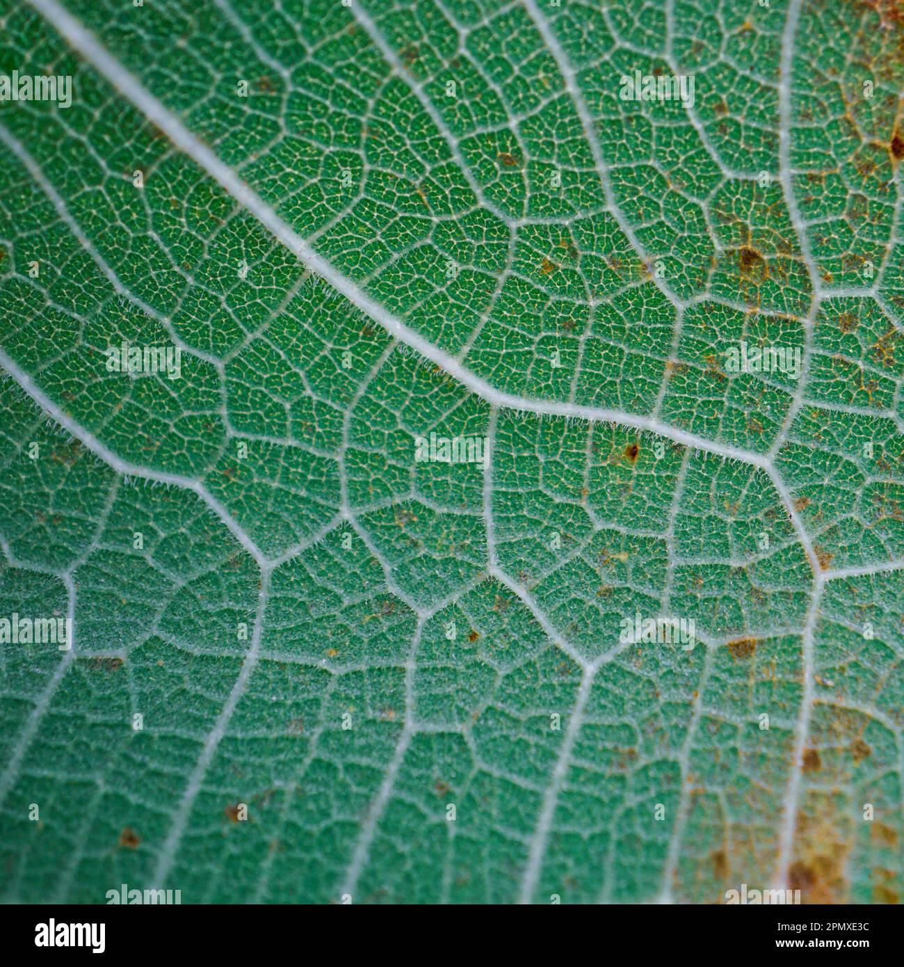 Veins in leaf background hi-res stock photography and images - Alamy
