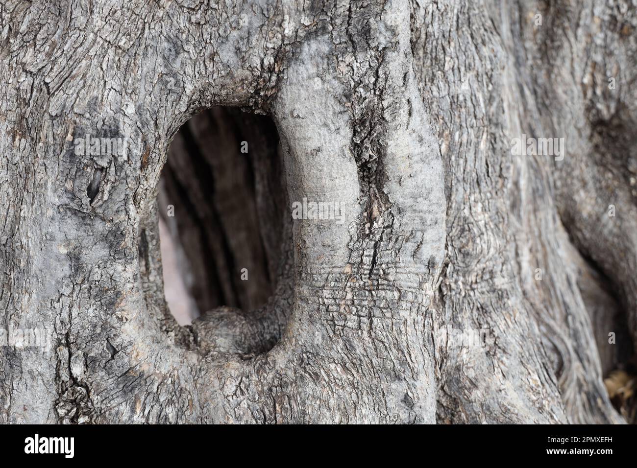 The bark of an ancient olive tree in Hadrian's Villa in Tivoli, Rome ...