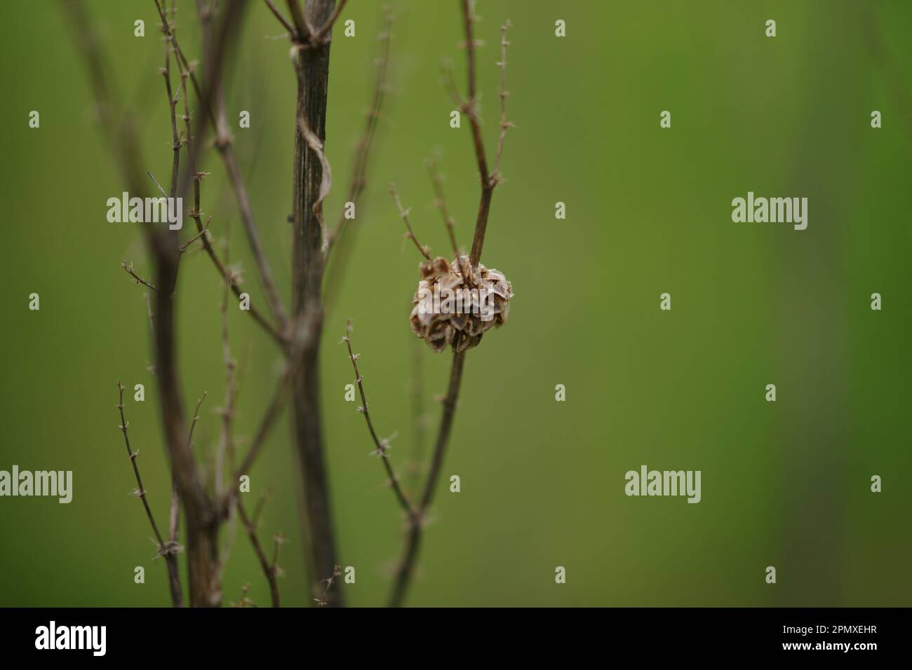 Dry plant bush thin hi-res stock photography and images - Alamy