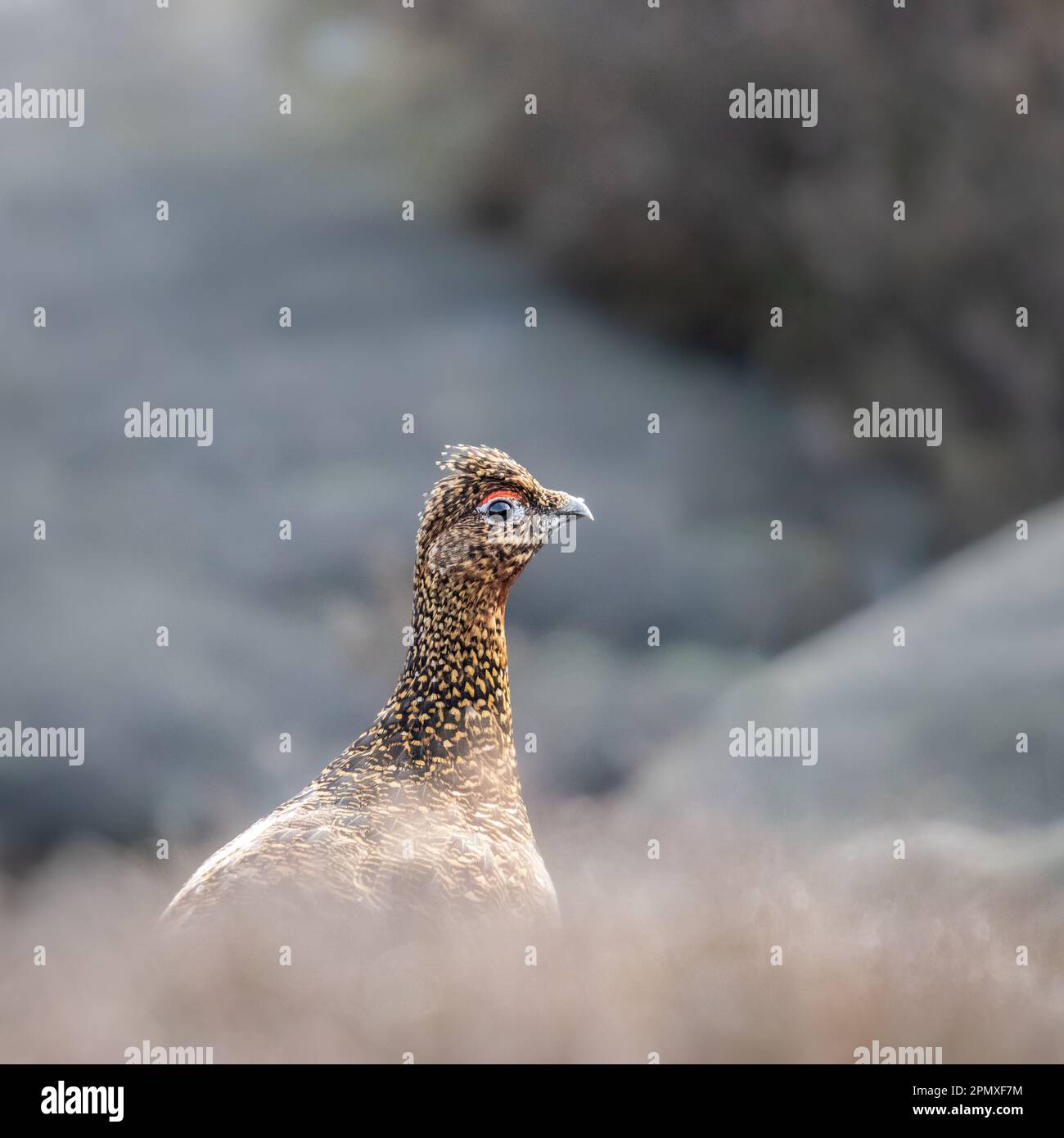 Red grouse portrait hi-res stock photography and images - Alamy