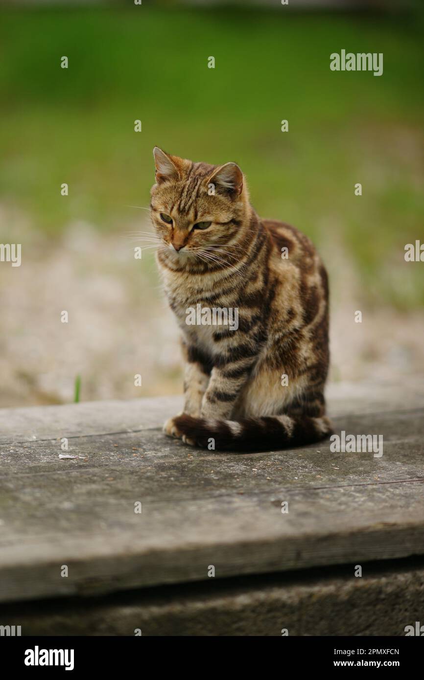 Tabby tiger cat rest hi-res stock photography and images - Alamy